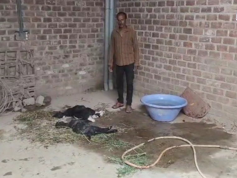 5 goats died in dog attack | डॉग्स के हमले में 5 बकरियों की मौत: पड़ोसी ...