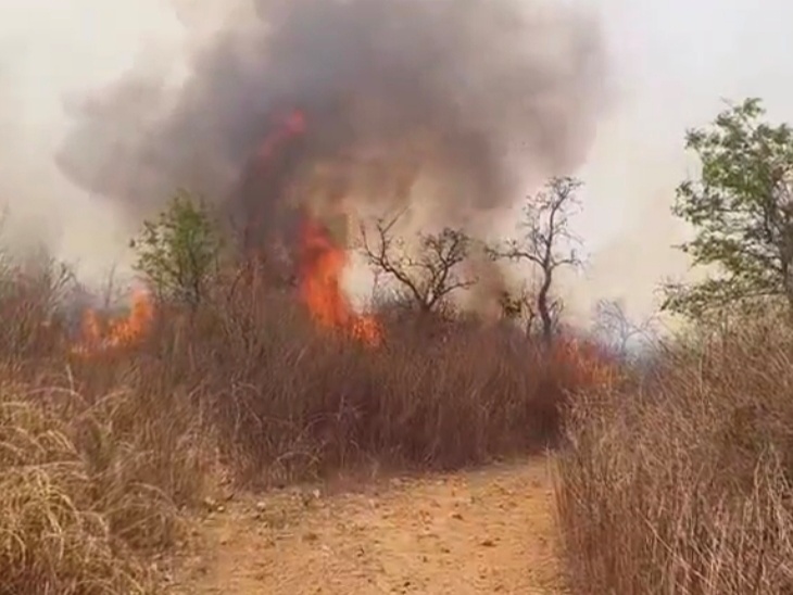 Fire broke out in the forest of Richhwa of Bakani Range. 50 hectare ...