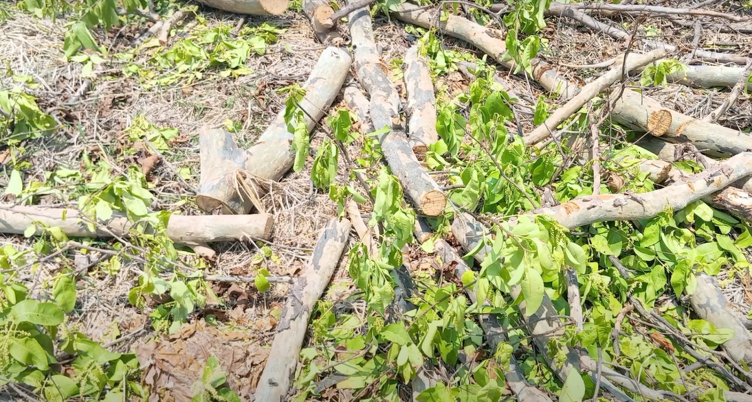 The land mafia got the building crow trees cut behind the collectorate ...