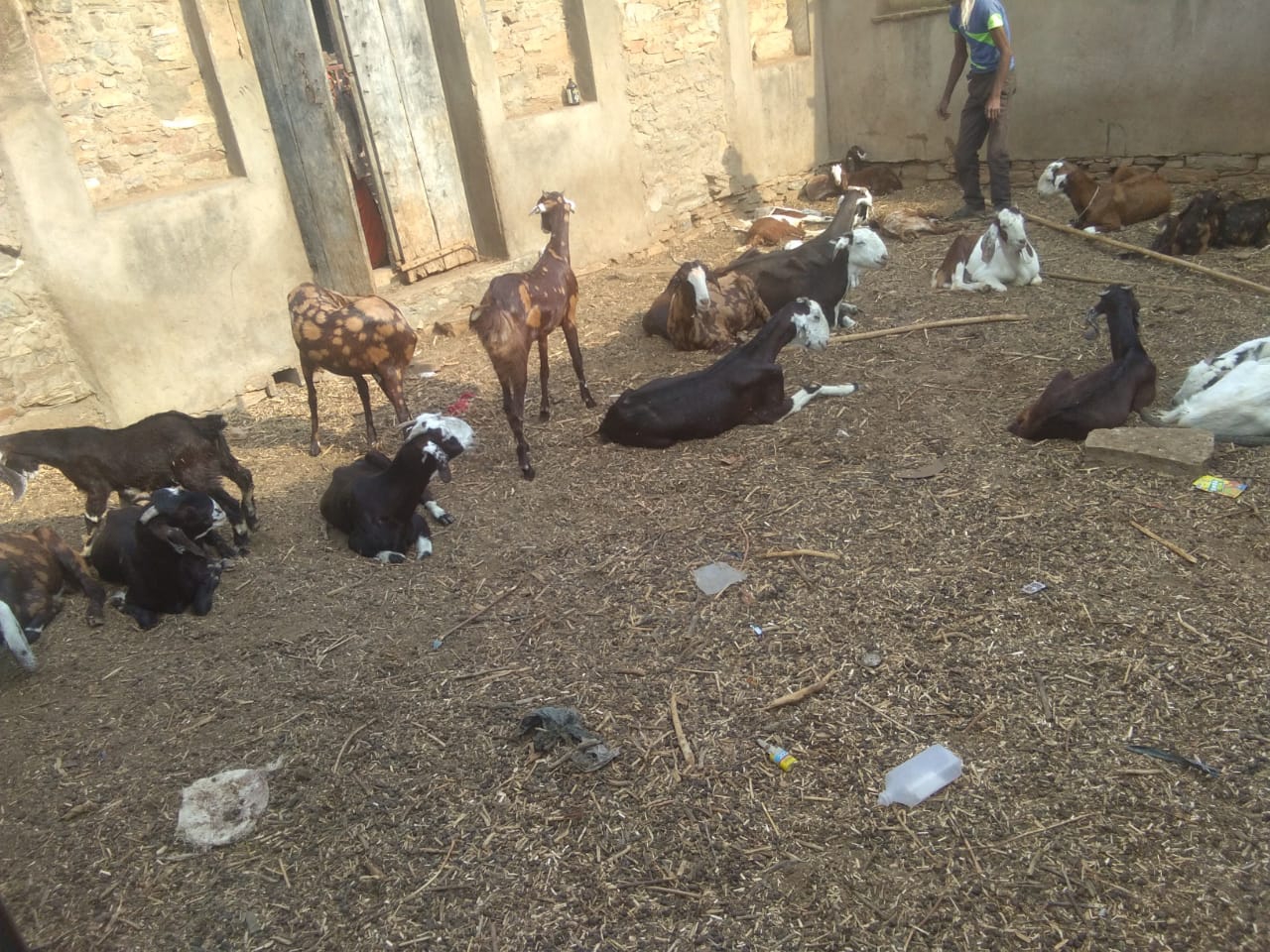 10 goats died due to unknown reasons | अज्ञात कारणों से 10 बकरियों की ...