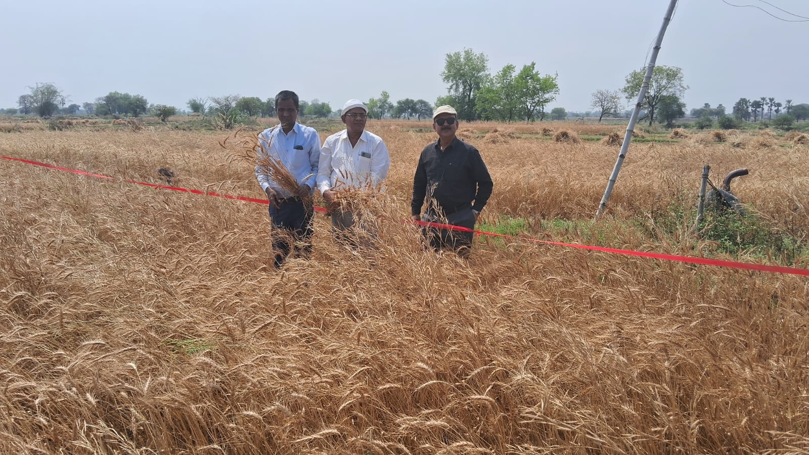 The production of wheat crop was assessed by crop cutting | क्रॉप कटिंग ...