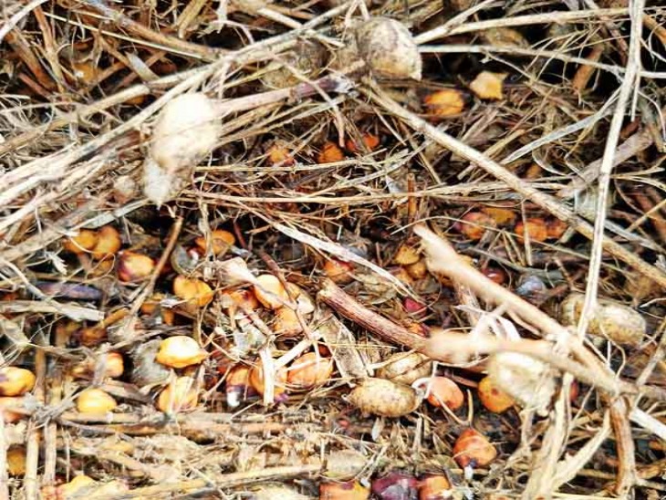 Hundreds of quintals of wheat washed away in water, crops started ...