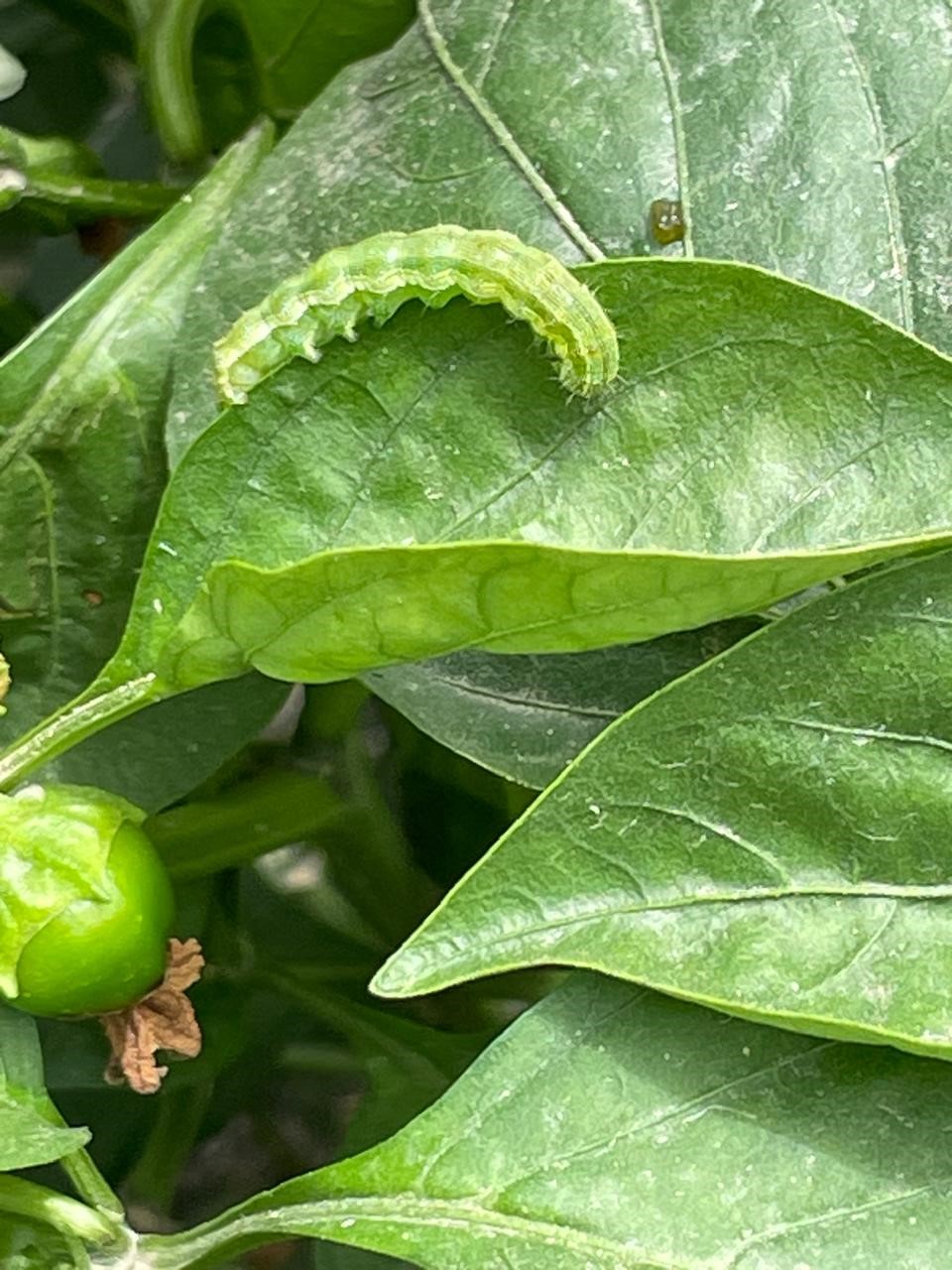 American caterpillar attacks capsicum, farmers forced to throw tractors ...