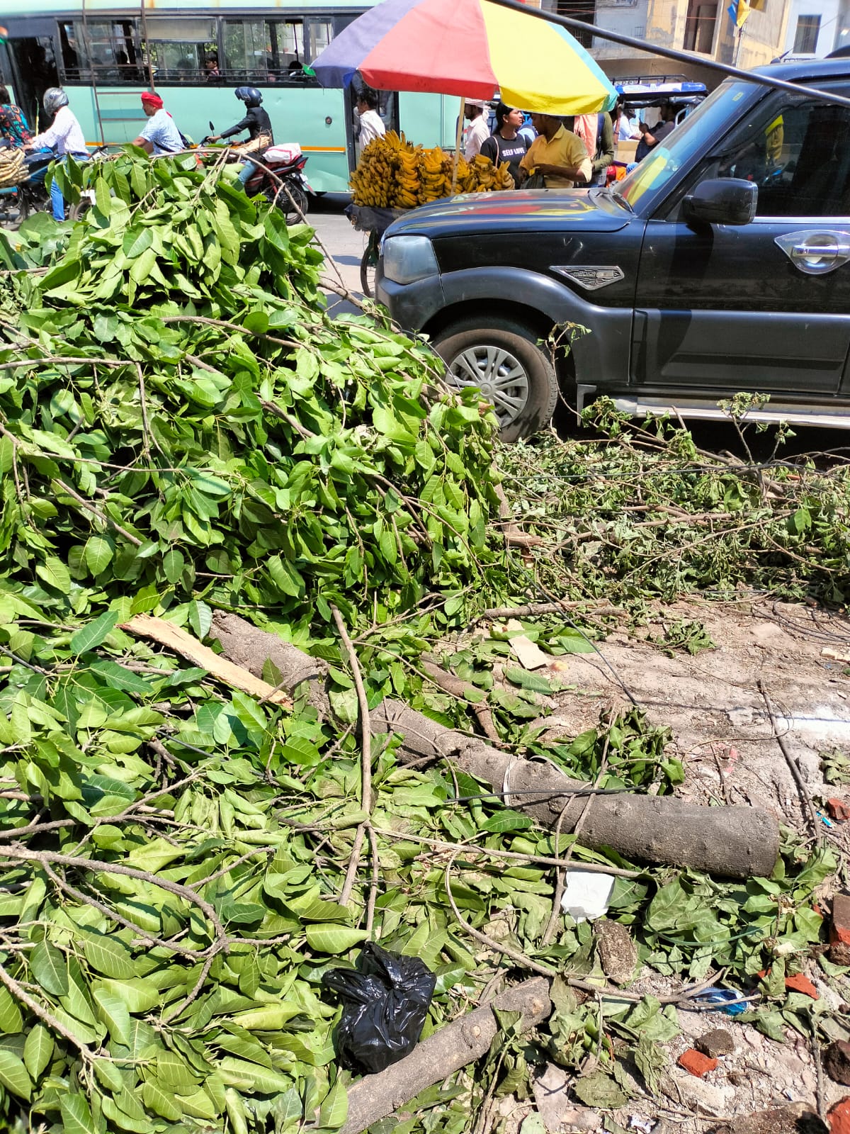 The Pakkad tree was providing shade to the passersby and shelter to the ...