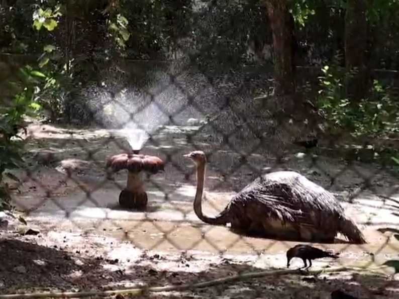 Special arrangements for animals in Patna Zoo due to heat | कूलर की हवा ...