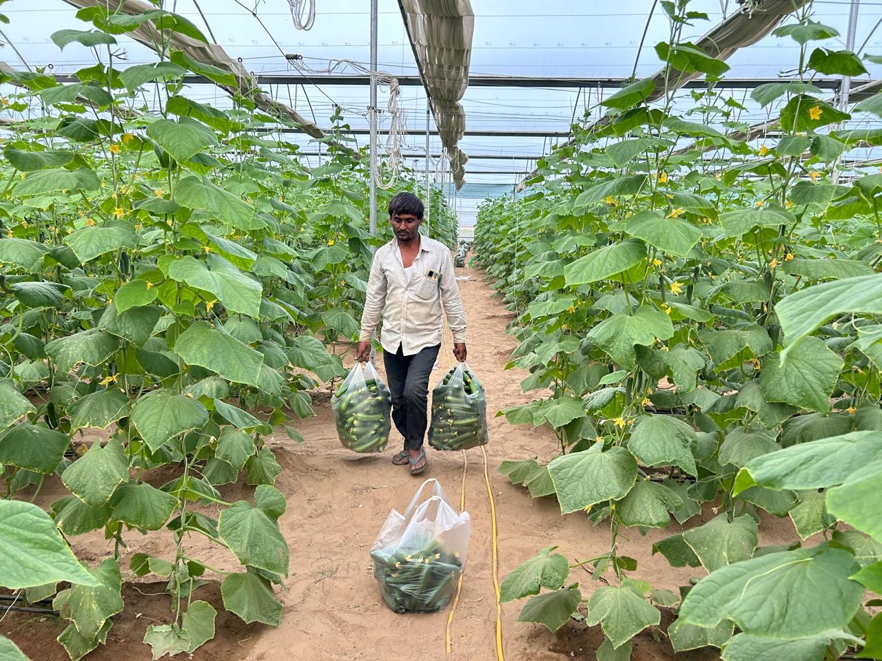 Polyhouse Farming; Rajasthan Chomu Farmer Shankar Lal Yadav Story