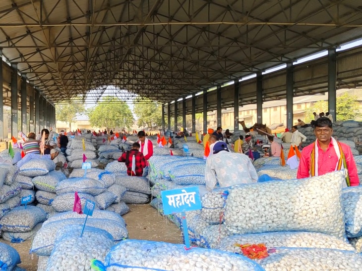 Entry of garlic will start again from 29th April Baran Rajasthan | 29 ...