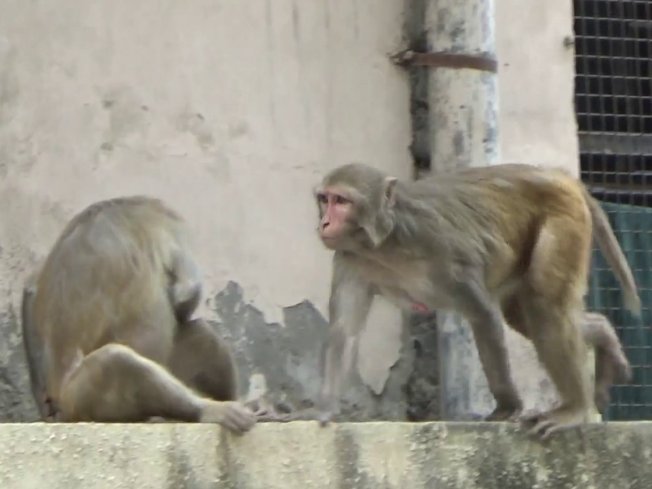 People are scared of the terror of monkeys in Varanasi | वाराणसी में ...
