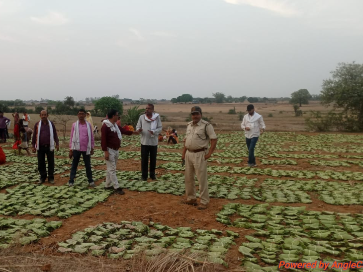 Tendu leaf collection work started in Rewa forest department | रीवा में ...