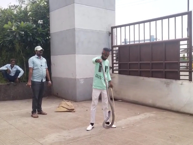 A woman was bitten by a snake, she was admitted to the medical college ...