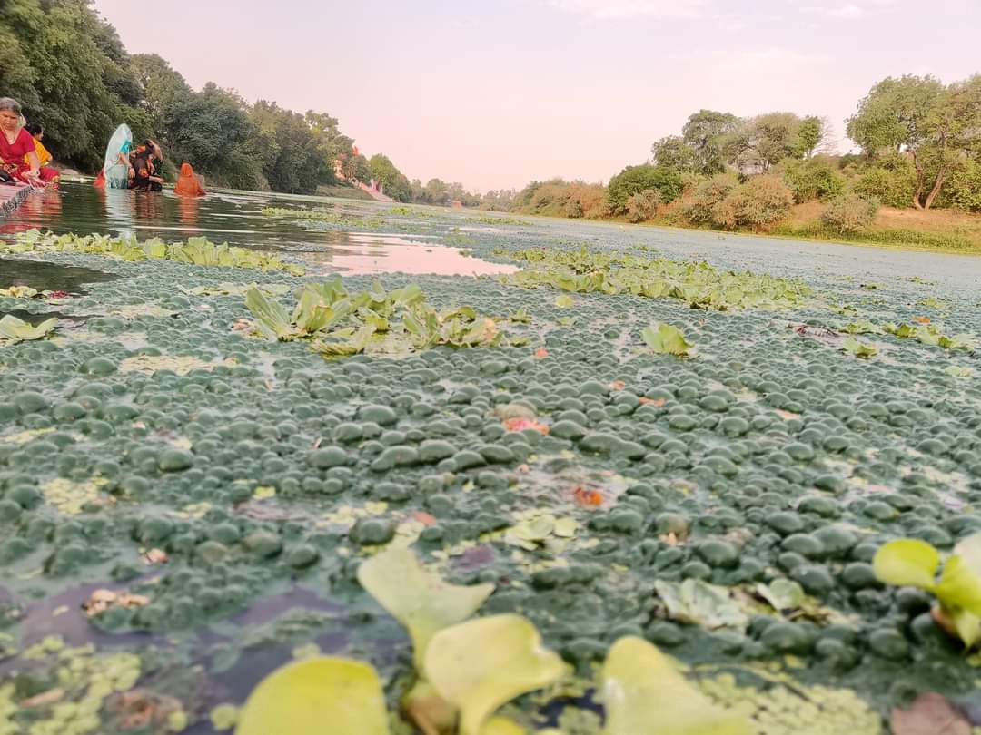 Water hyacinth sheet covering the Betwa river | बेतवा नदी पर छाई ...