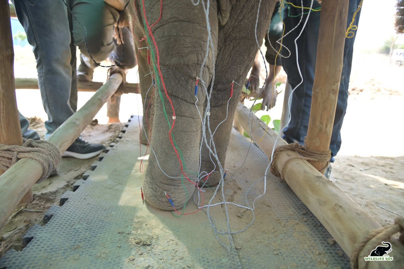 Special acupuncture-Ayurveda treatment for injured elephant | घायल हाथी ...