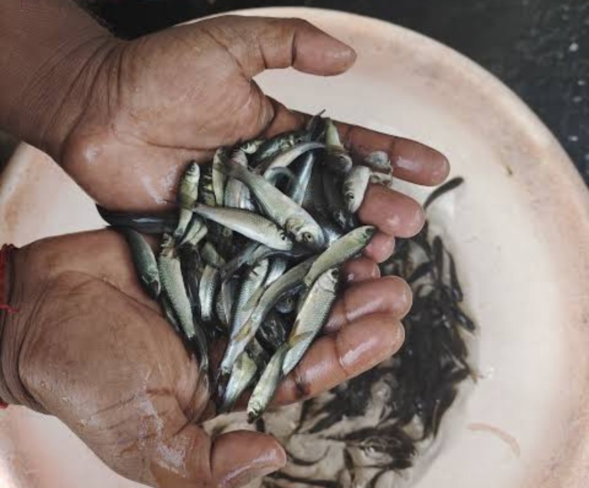 8 lakh fish seeds will be released in Kamla-Karah river | कमला-करैह नदी ...
