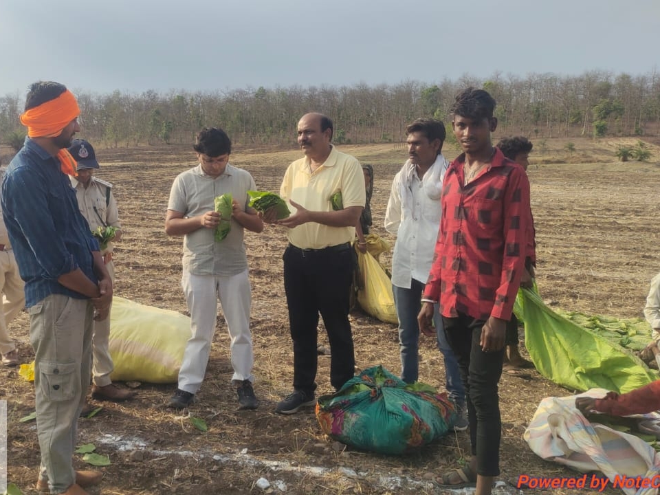 Tendu leaf collection started in Barwah forest division | बड़वाह वनमंडल ...