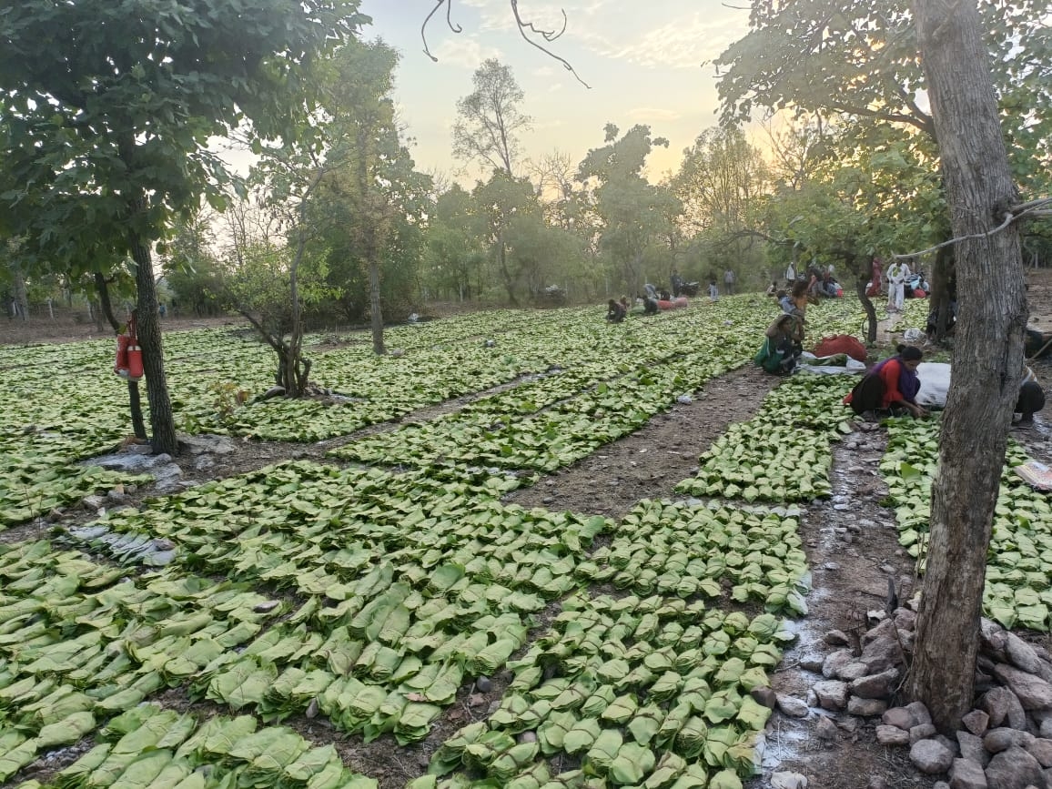 Tendu leaf collection started in Barwah forest division | बड़वाह वनमंडल ...