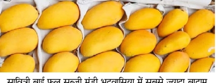 Mandi mango is 'special' in the market; 150 tons are sold every day ...