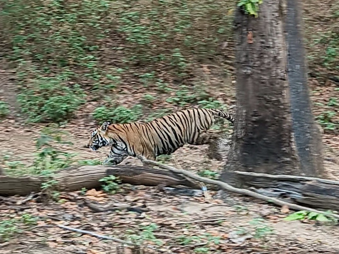 The tiger ran after seeing the bison | बायसन को देख बाघ ने लगाई दौड़ ...