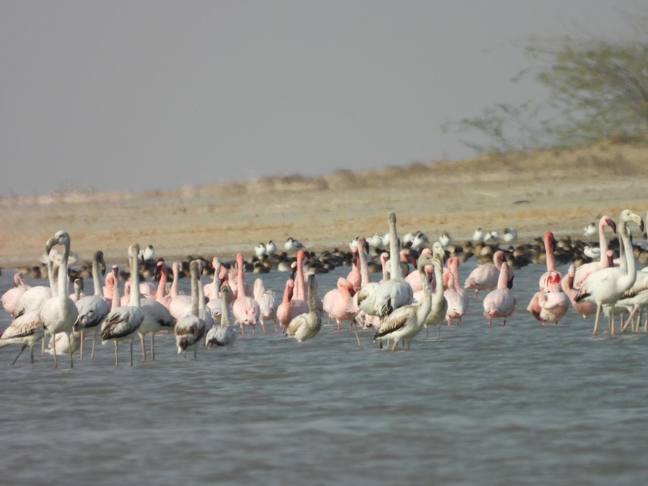 Counting of wild animals started in Raniwada Range | रानीवाड़ा रैंज में ...