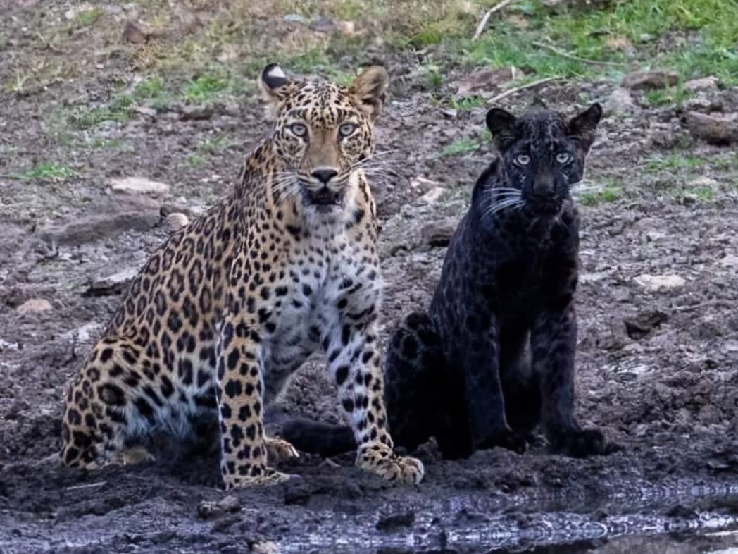Black panther sighting in Pench National Park | पेंच नेशनल पार्क में ...