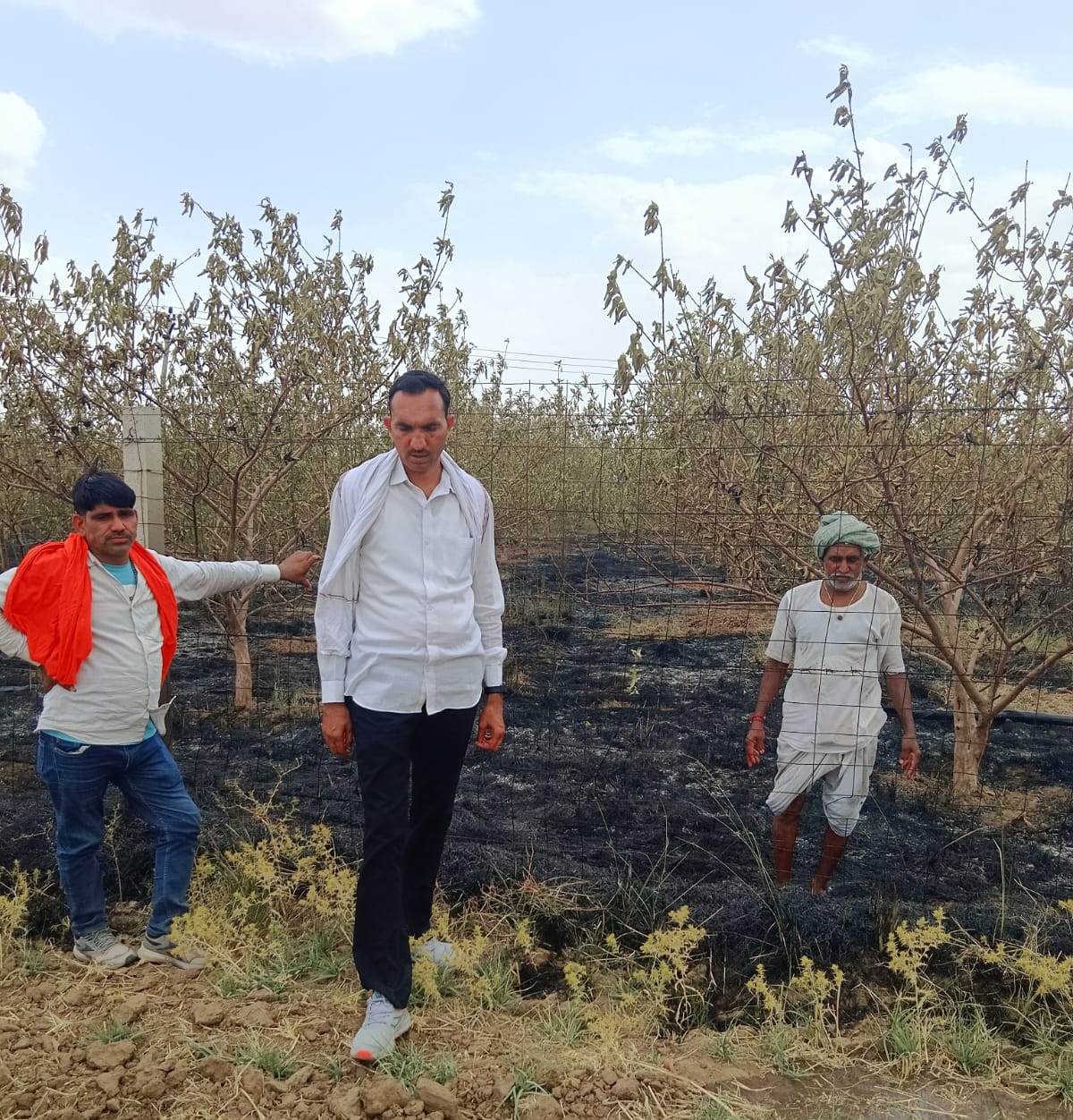 Fire broke out due to unknown reasons, guava trees burnt | अज्ञात ...