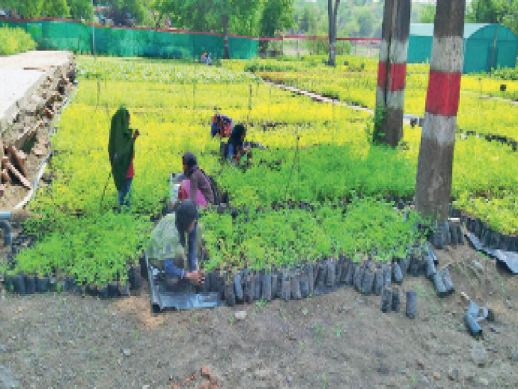 If you want to plant trees in your terrace garden or lawn this monsoon ...