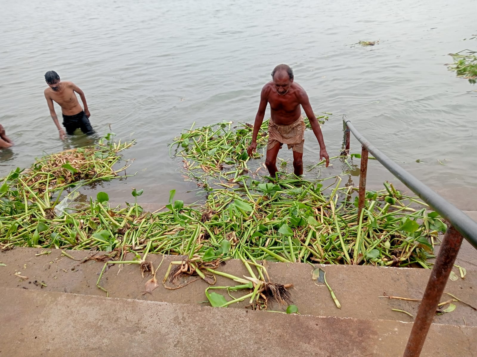 As the backwater level increased, water hyacinth started accumulating ...