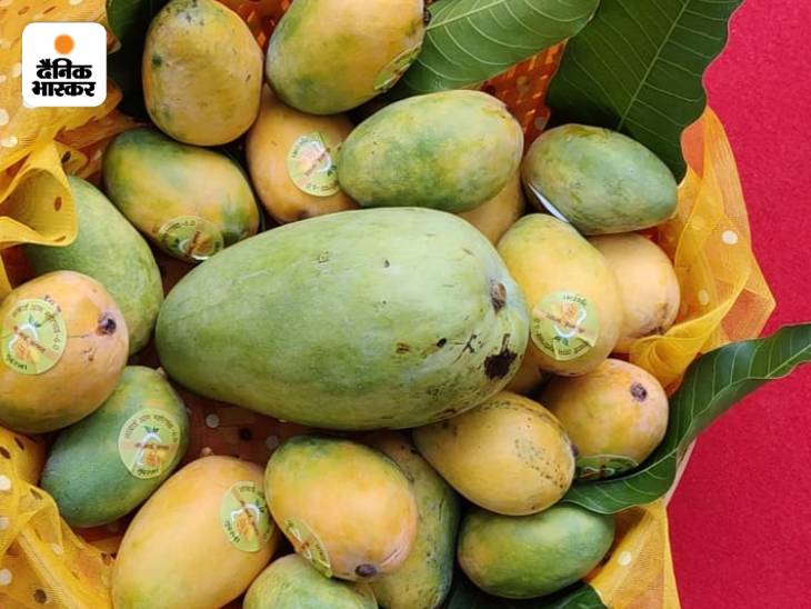 Five-day “Mango Festival 7.0” from June 14 | 14 जून से 5 दिवसीय आम ...