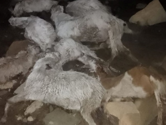14 goats died due to wall collapse in Pali | पाली में दीवार गिरने से 14 ...
