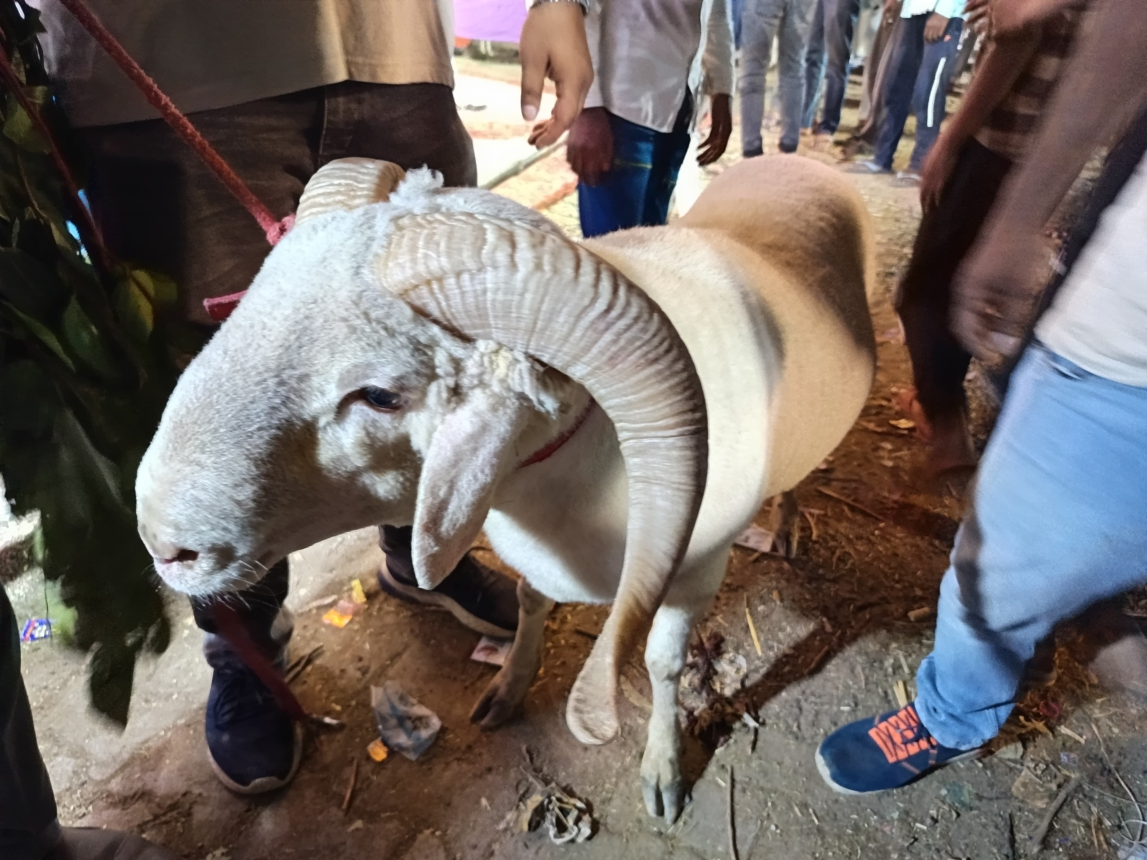 Lucknow Bakra Mandi; Sultan Goat Price Rs 10 Lakh | Bakra Eid 2024 | 10 ...