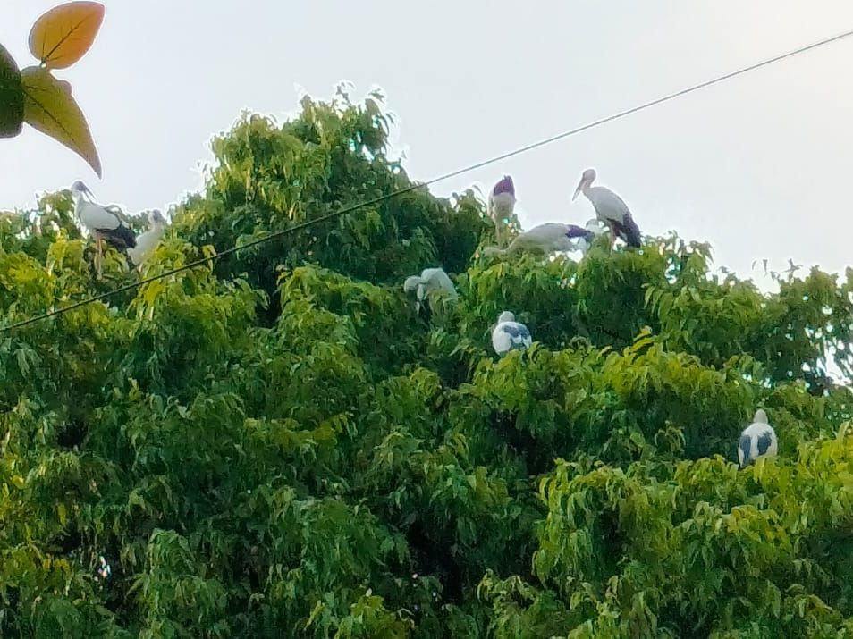 flock of Siberian cranes reached the cantonment area danapur patna ...