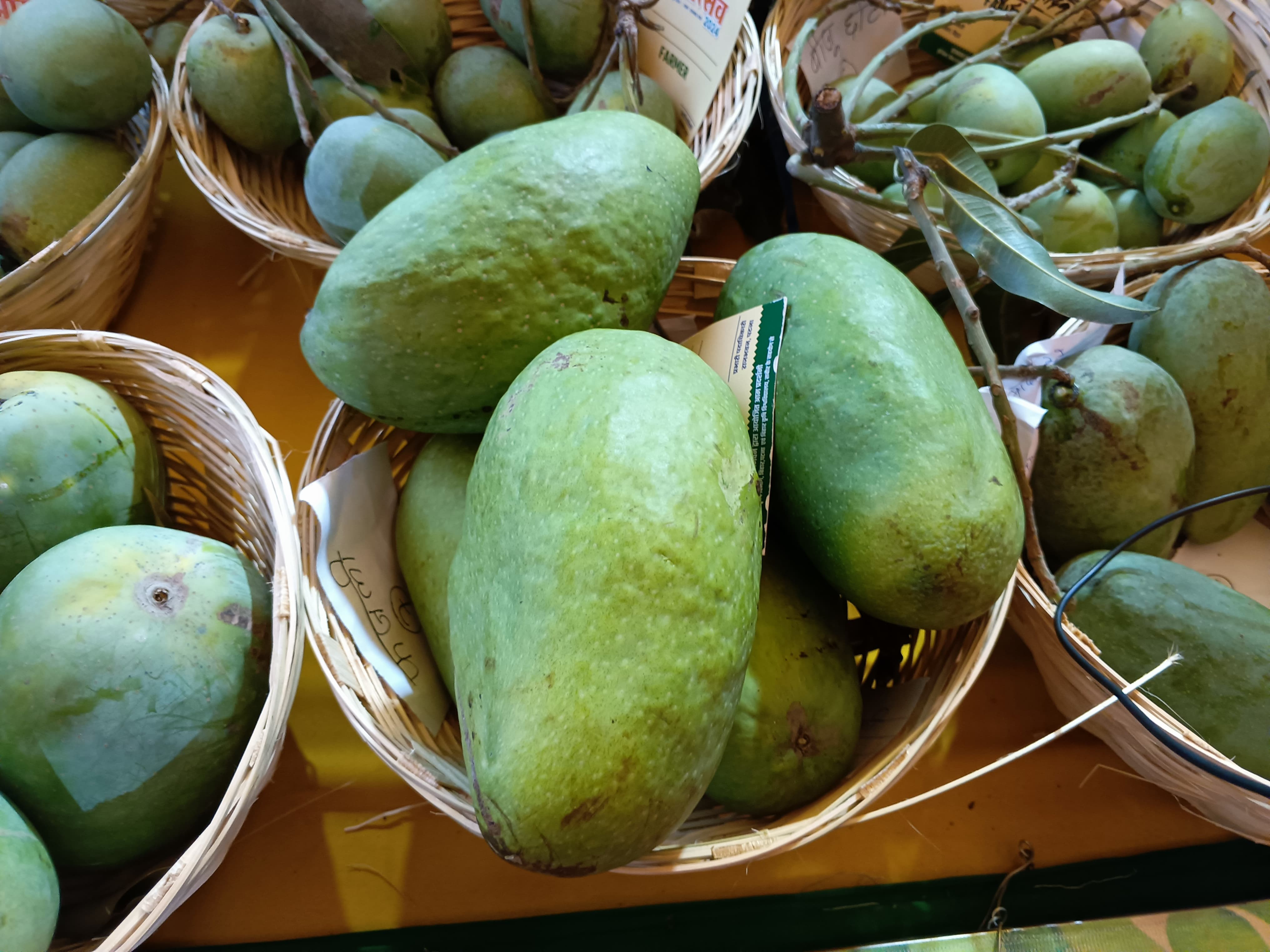 Know all about varieties of Mangoes in Bihar | 3 जिलों में ही 31 ...