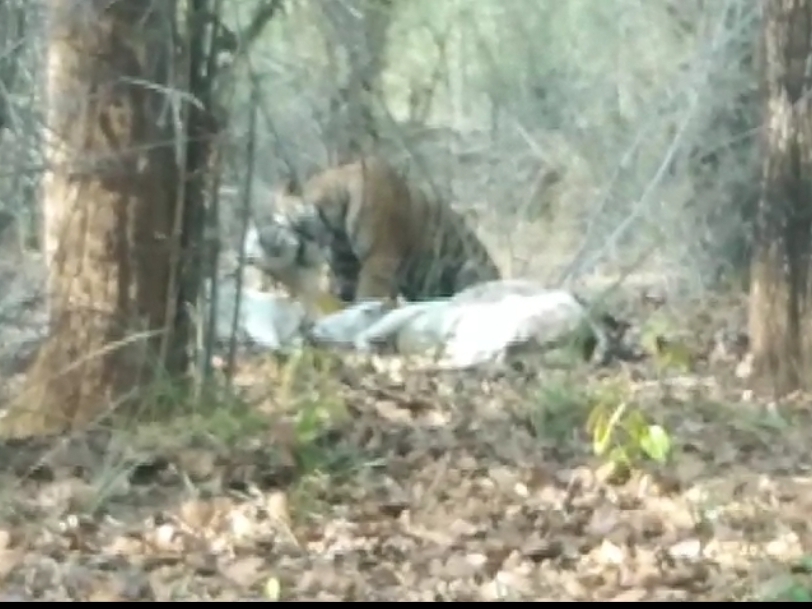 Tiger hunted two bulls in BTR | बीटीआर में बाघ ने किया दो बैलों का ...