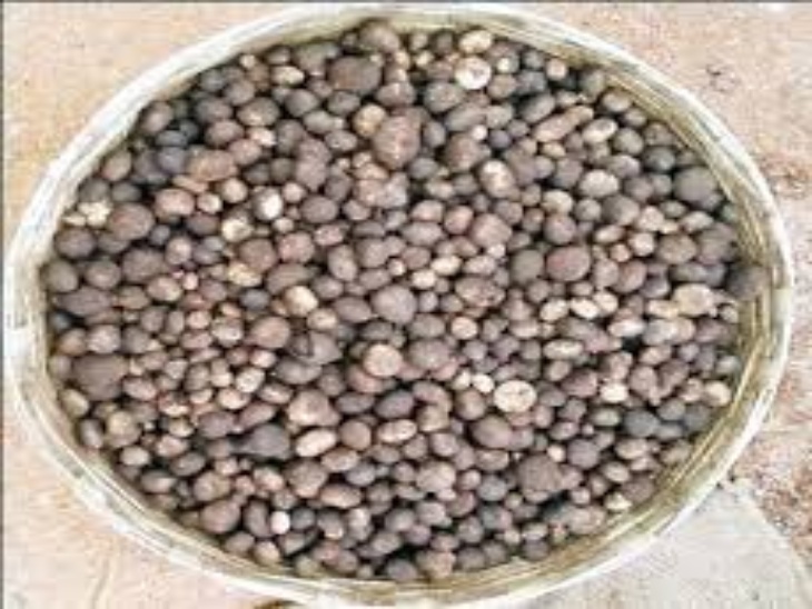 Chhattisgarh Kondagaon Boda Mushroom Bastar Most Expensive Vegetable