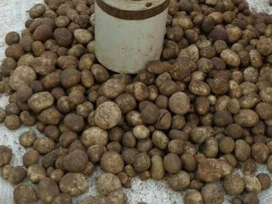 Chhattisgarh Kondagaon Boda Mushroom Bastar Most Expensive Vegetable