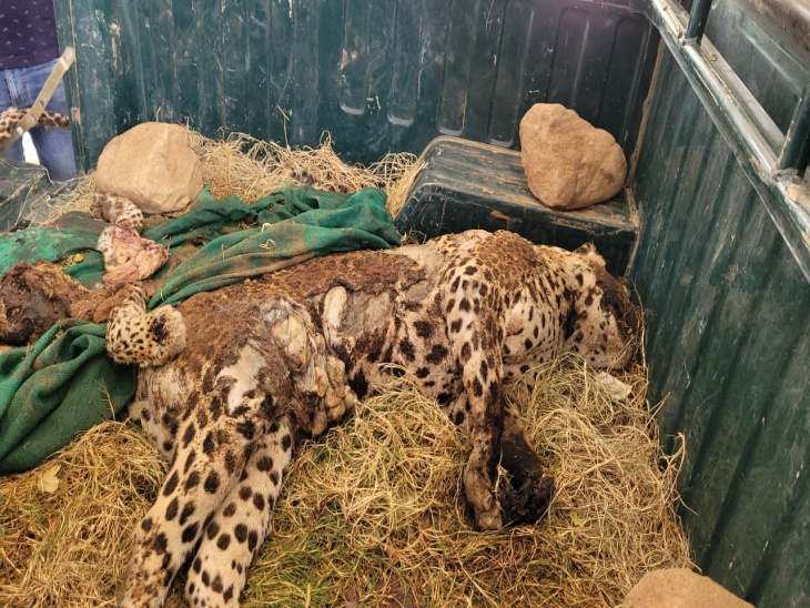 Three leopards died due to electric shock | करंट लगने से 3 लेपर्ड की ...