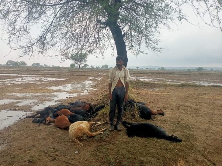 48.6 MM rain occurred, 15 goats and one sheep died due to lightning in ...