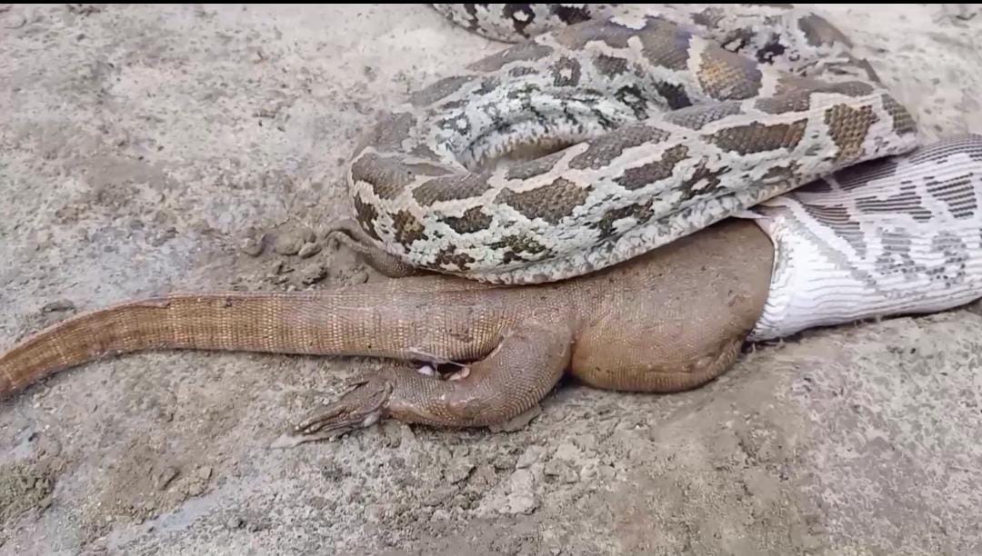 Python swallowed the monitor lizard, snake catcher rescued it and ...