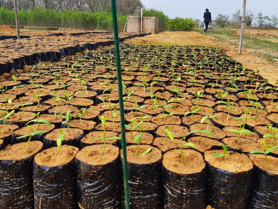 Maha tree plantation campaign will be held on 6th July | 6 जुलाई को ...