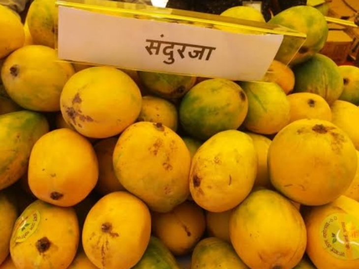 Rewa's Sundarja mango will spread its flavour in Delhi | रीवा के ...