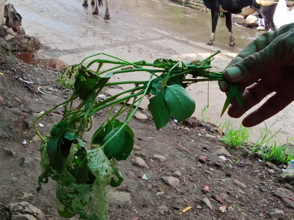 Infestation of caterpillars on soybean crop | सोयाबीन की फसल पर ...