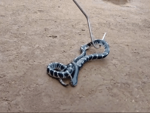 Haryana Fatehabad: The most poisonous snake, Common Krait, entered the ...