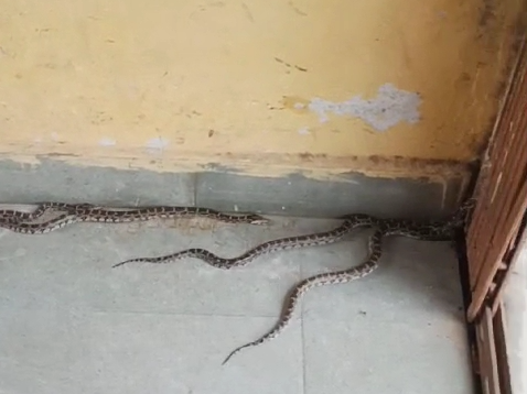 People were surprised to see the babies of python | अजगर के बच्चों को ...