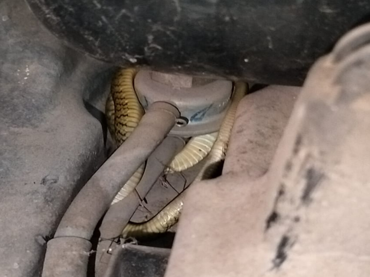 Rajasthan kota 2 feet long snake seen in a moving Activa, Rocky Daniel