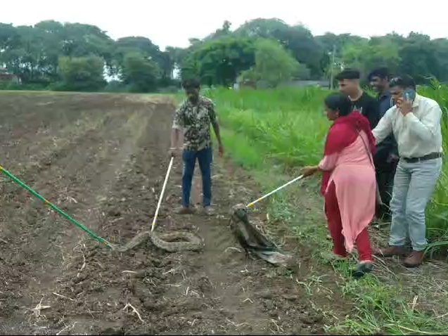 6 feet long python found in the field | खेत में निकला 6 फीट का अजगर: वन ...