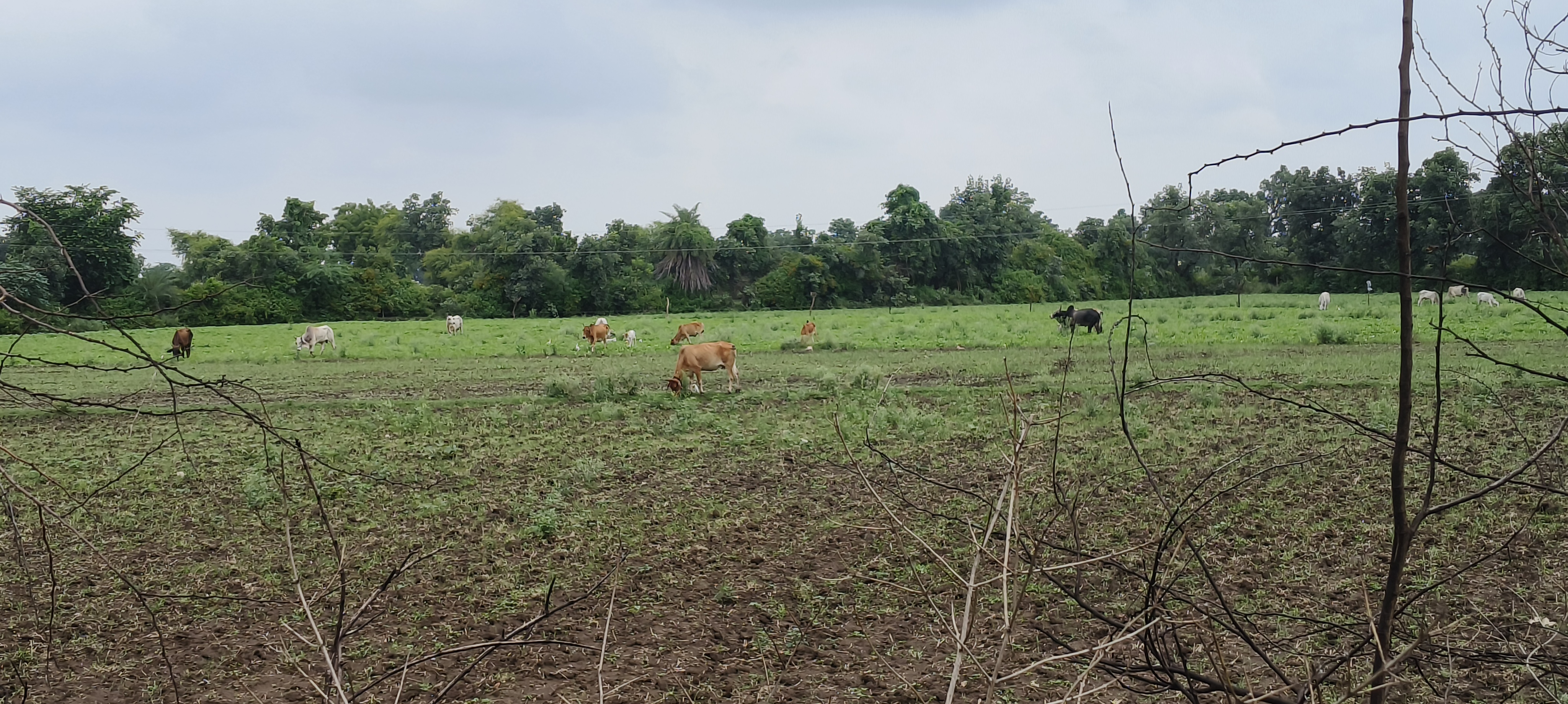 The district administration is getting only the cows of urban areas ...