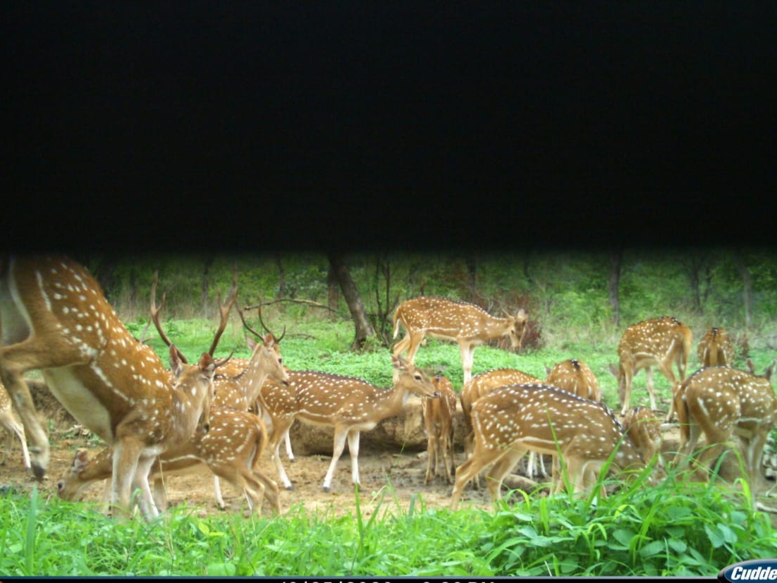 Wild animals frolicking in Chitrakoot Tiger Reserve | चित्रकूट के टाइगर ...