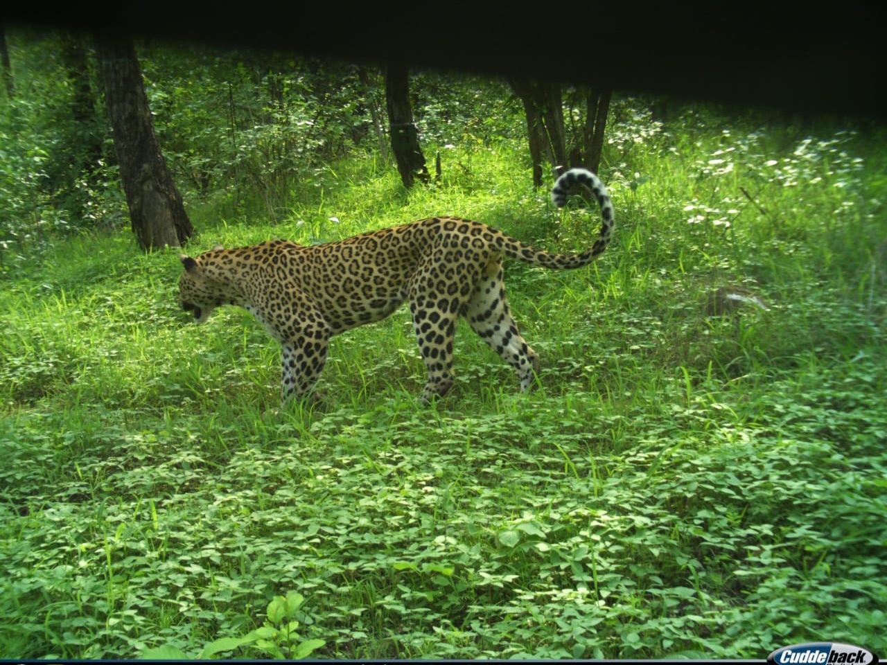 Wild animals frolicking in Chitrakoot Tiger Reserve | चित्रकूट के टाइगर ...