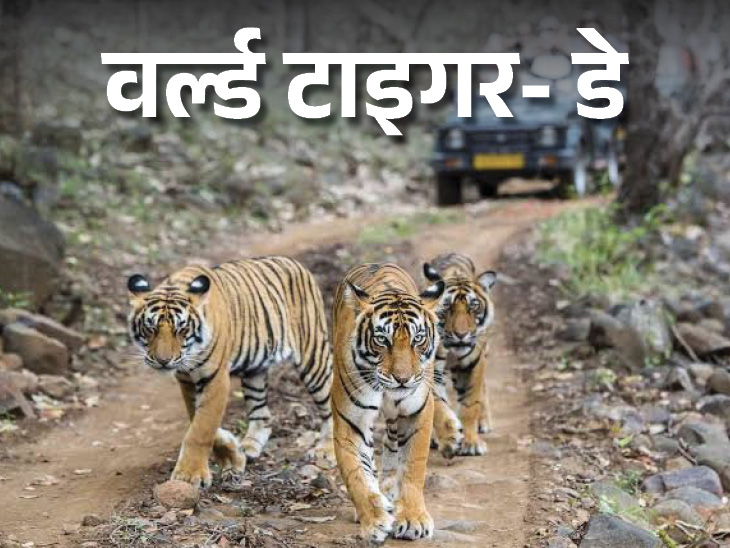 Rajasthan Ranthambore Tiger Reserve History Explained | Sawai Madhopur ...