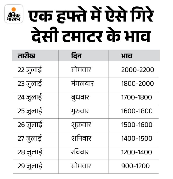 Tomato prices fell again in Indore | इंदौर में एक हफ्ते में आधे हुए ...