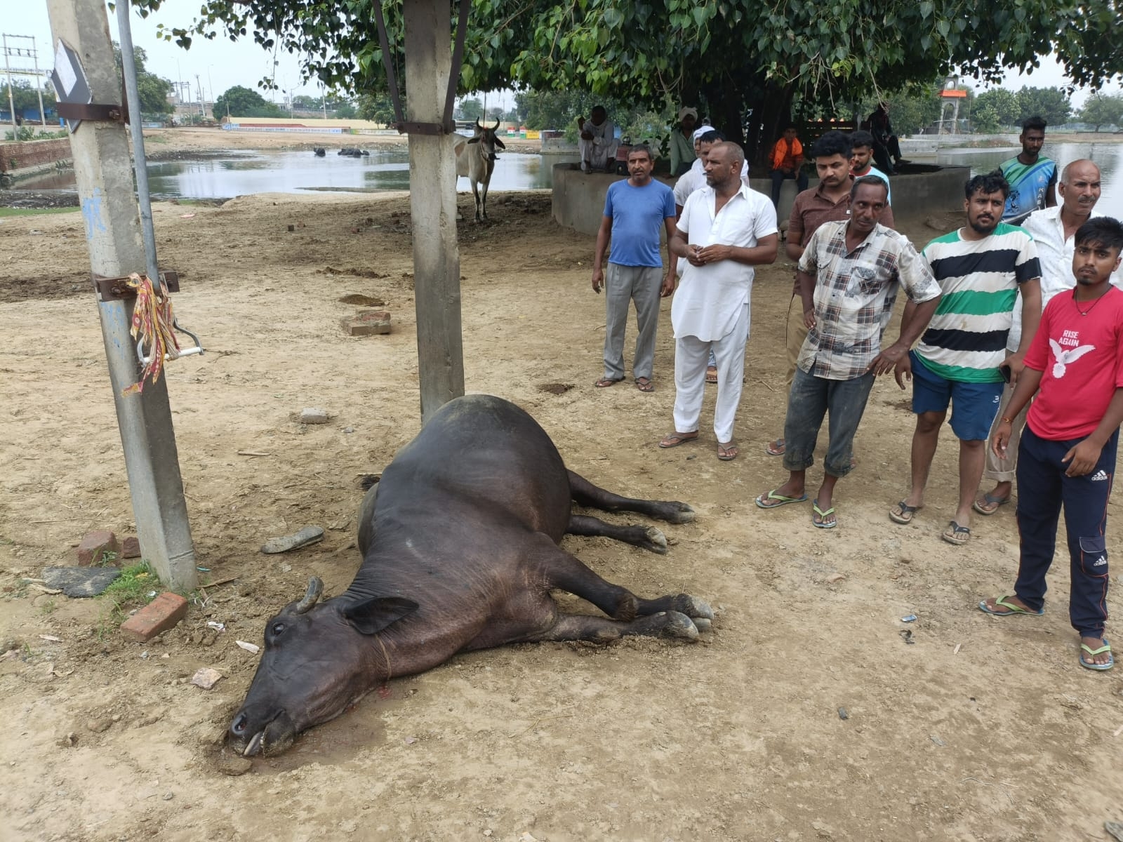 Jind Transformer electric shock Buffalo dies Electricity Corporation ...